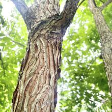 Plant Communities | CMP Tree Selection Tool